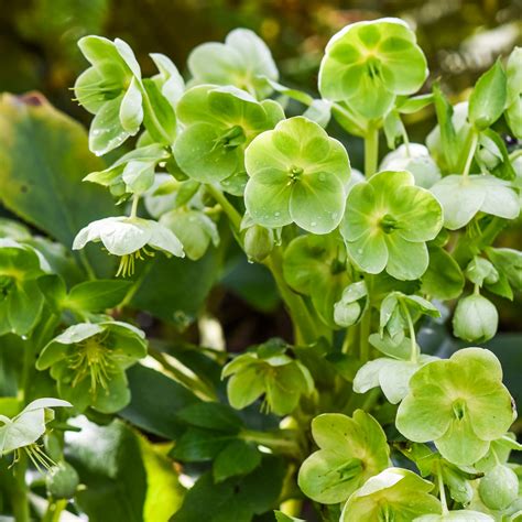 Green Flowers Wallpapers The 40 Most Beautiful Flowers In The World To