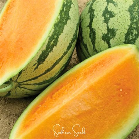 Watermelon Tendersweet Orange Citrullus Lanatus 25 Seeds Seed Therapy Southern Seeds