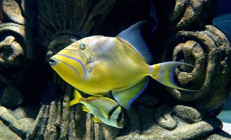 Exploring Picasso Triggerfish Characteristics Habitat And Behavior Unveiled
