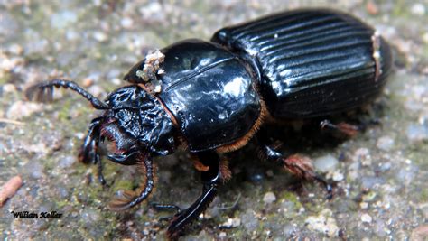Bess Beetle Passalidae Project Noah