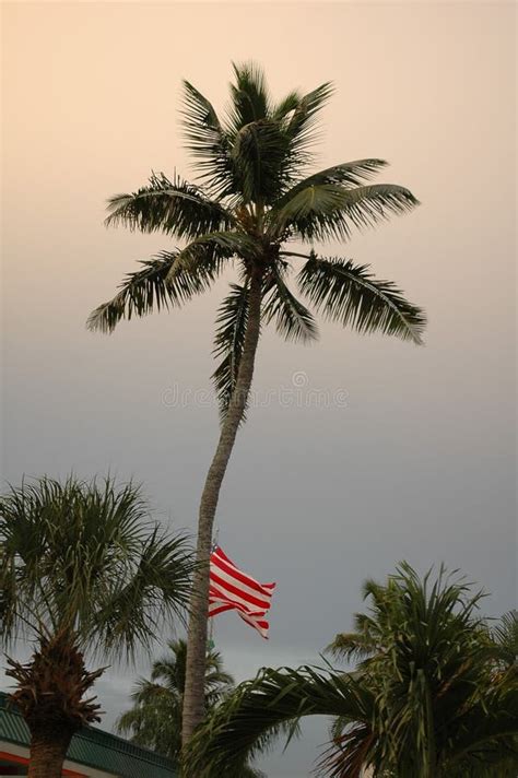 American Flag And Palm Tree Stock Image Image Of Patriotic Florida