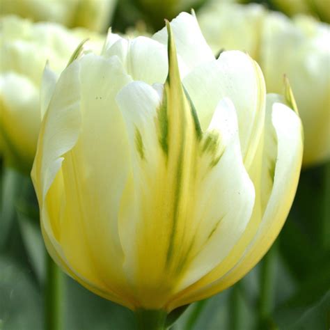 Tulip Exotic Emperor Also Known As White Valley