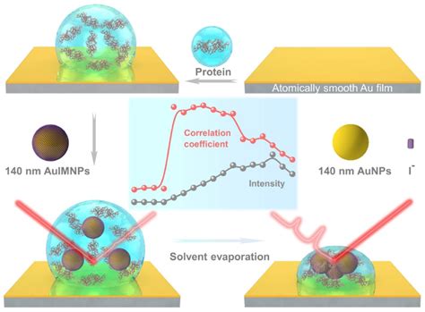 Schematic Diagram Of Procedures For Native Protein Characterization Download Scientific Diagram