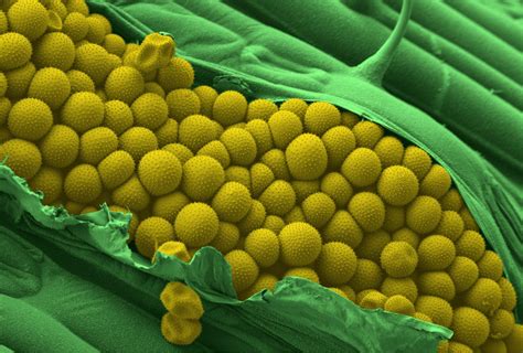 An Achilles Heel For Wheat Rust Infection John Innes Centre