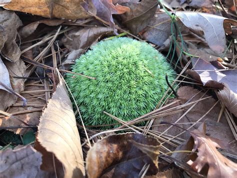 Best Mound Images On Pholder Haunted Mound Artefact Porn And Nature Is Fucking Lit