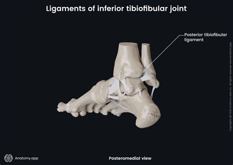 Inferior Tibiofibular Joint Anatomyapp
