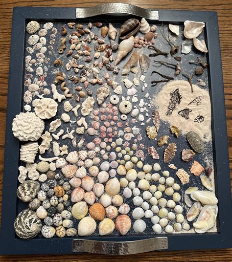 Sorted The Tiny Shells I Found On My Morning Beach Walk In Mexico R