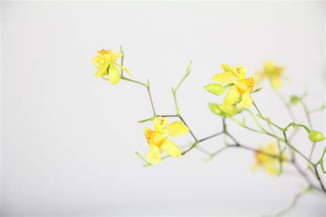 文心兰一年开几次花花期过后怎么处理 花百科