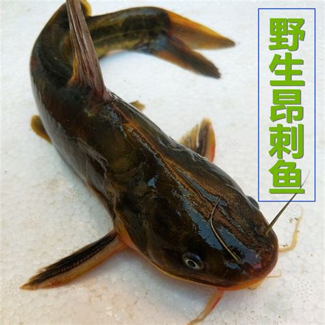 嘎鱼和鲫鱼哪个营养高大山谷图库