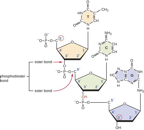 Which Pair Of Nitrogenous Bases Will Form A Bond In A Dna Molecule Dna Base Pairs Overview