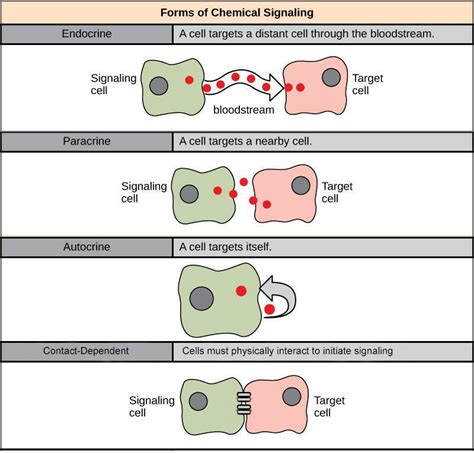 Is Synaptic Signaling Local Or Long Distance