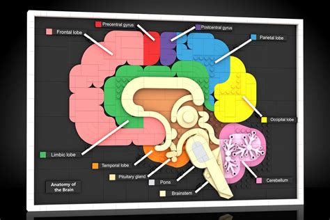 Anatomy Of The Brain Updated Lego Ideas Rlego