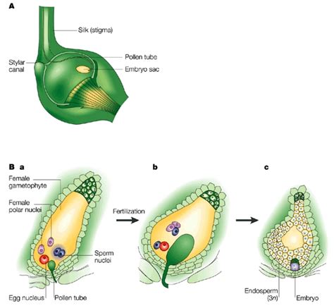 Draw A Labelled Diagram Of A Fertilized Embryo Sac Class 12 Biology