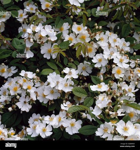 Rosa Arvensis Feld Rose Specie Rsp070044 Stockfotografie Alamy