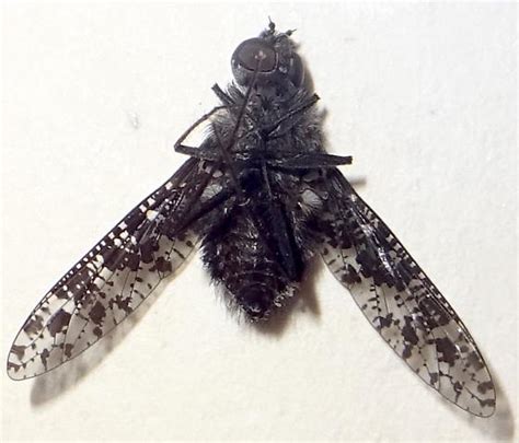 Anthrax Irroratus Anthrax Bugguide Net