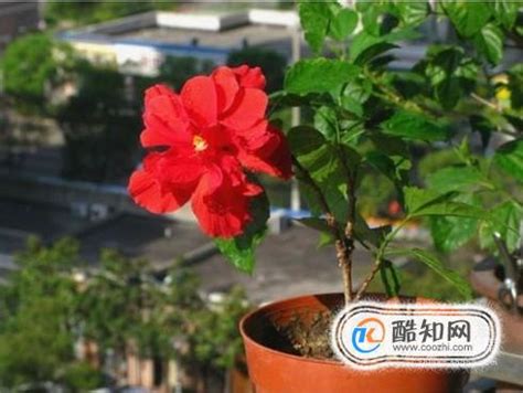 扶桑花叶子发黄怎么办 酷知经验网