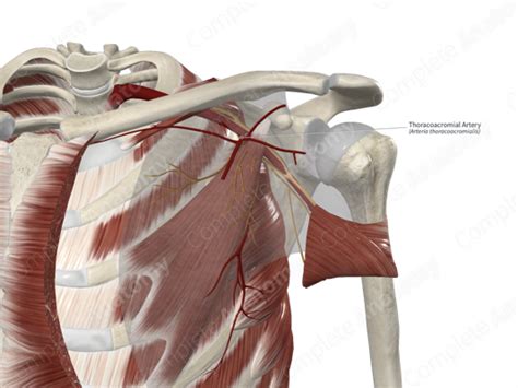 Thoracoacromial Artery An Overview Sciencedirect Topics