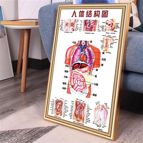 人体构造图标内脏器官位置 4 配图网