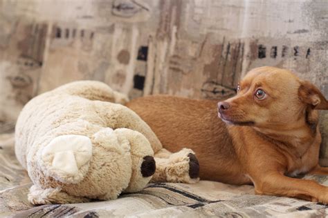 картинки щенок Млекопитающее Позвоночный Уличная собака Собака как млекопитающее