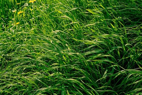 Long Green Grass In Garden Perennial Ryegrass Close Up Top View