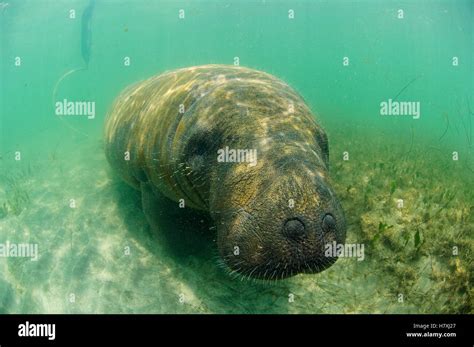Antillean Manatee Trichechus Manatus Manatus Carring A Radio Transmiter In Coastal Shallow