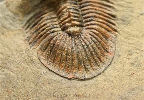 Trilobit Scutellum Pustulatum Minerals Fossilscz