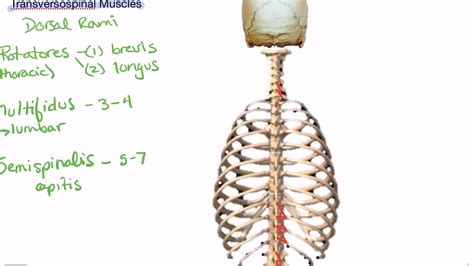 Transversospinal Muscles Youtube