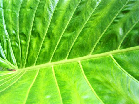 Veined Leaf Close Free Stock Photo Public Domain Pictures