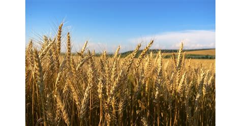 Северна Македония удължи срока на забраната за износ на житни култури