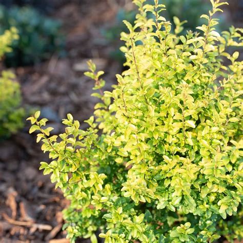 Sunshine Ligustrum 3 Gallon Sunshine Ligustrum Dallas Sunshine
