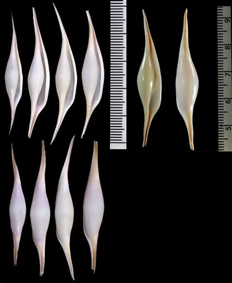 Microshells Phenacovolva longirostrata ツリフネキヌヅツミ