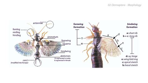 Archi Dermaptera