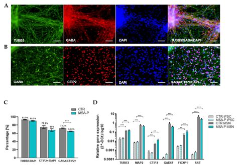 Differentiation Of Ipsc Derived Striatal Medium Spiny Neurons Msns Download Scientific