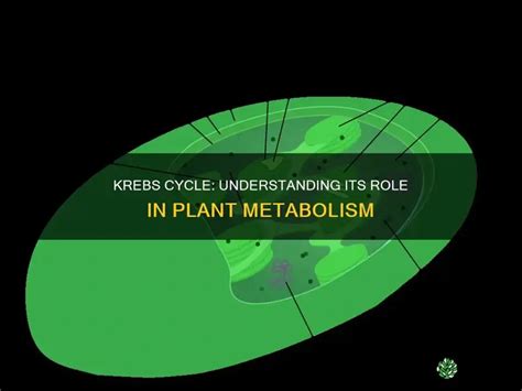 Krebs Cycle Understanding Its Role In Plant Metabolism Shuncy