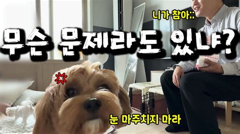 집에 사람이 오면 미친듯이 짖는 짖음왕 말티푸 강아지 문제 행동교정 댕쪽이상담소 Youtube