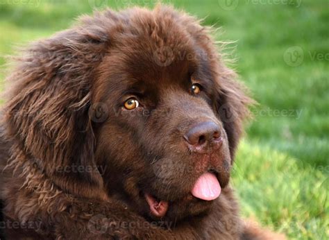 Beautiful Fluffy Faced Sweet Brown Newfoundland Dog 11835710 Stock