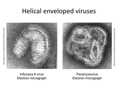 Ppt Virus Structure And Classification Powerpoint Presentation Free