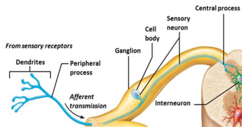 Module 3 Flashcards Quizlet