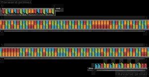 Difference Between RNA Primer And DNA Primer RNA Primer Vs DNA Primer Biology Notes Online