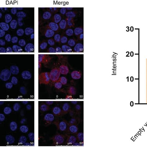 Immunofluorescence Experiments Indicated That Fluorescence Intensity In