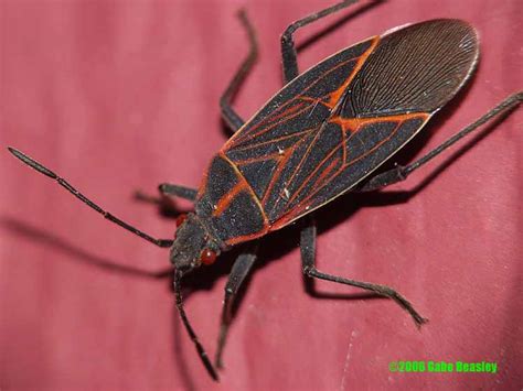 Mostly Macros About The Maple Bug Or Boxelder Stink Bug