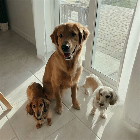 Willow And Wesley🐾 Willowandwesleytheweenies • Instagram Photos And Videos