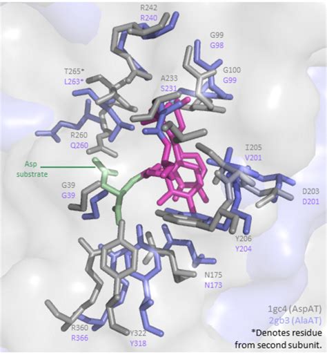 Solved Shown Below Is A Pymol Figure Illustrating The