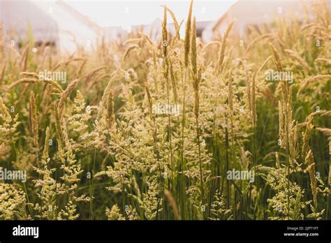Beautiful Soft Focused Grasses And Seidges On Beautiful Sunny Day Spikelet Flowers Wild Meadow