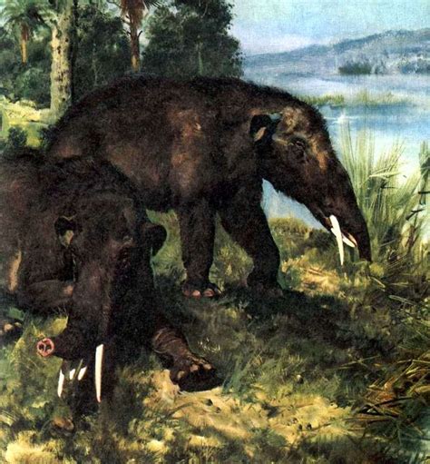 1000 Images About Proboscidea On Pinterest