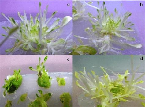 For Cotyledon Node Explant A Maximum Callus Formation On Cn9 Medium