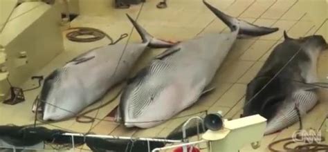 可恥的貪婪 日本4個月內捕殺333頭鯨 其中128頭是懷孕母鯨 每日頭條