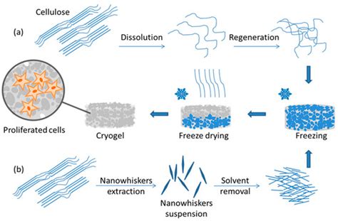 Ijms Free Full Text Cellulose Cryogels As Promising Materials For Biomedical Applications