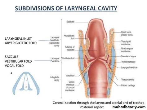 Infraglottic Cavity
