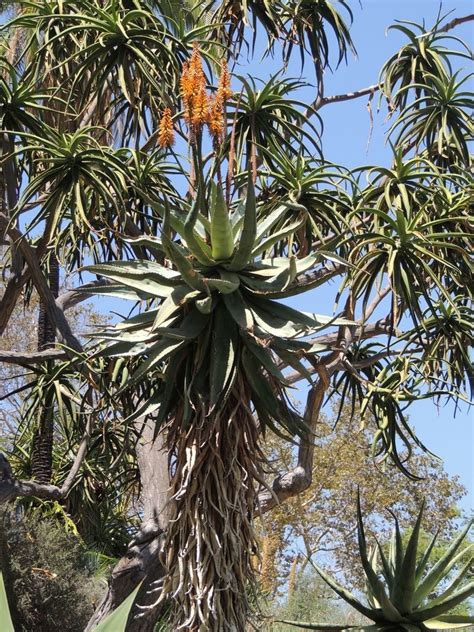 Plantfiles Pictures Aloe Species African Aloe Spiny Aloe Uitenhage